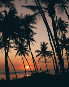 Pasut beach, best sunset spot in Bali. Palm tree lined sunset near Canggu.