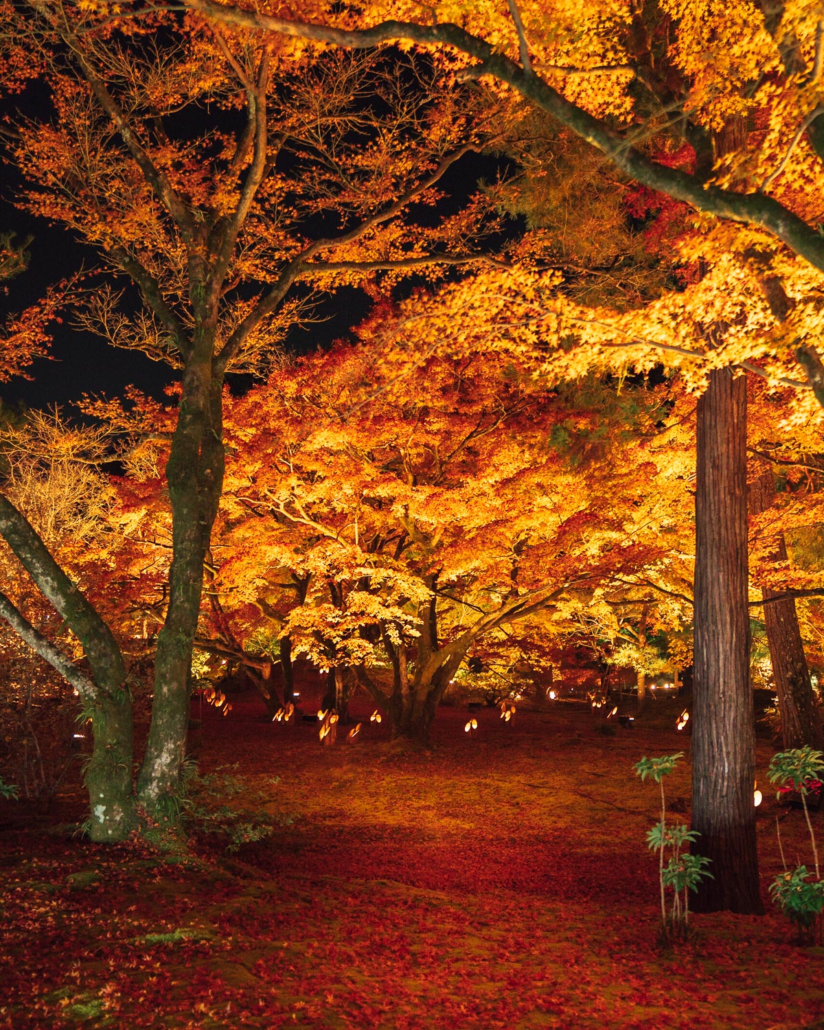 Autumn in Kyoto | Best Spots for seeing Autumn Leaves